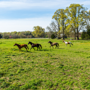 Historical Flowerdew Hundred Plantation | Hopewell, VA