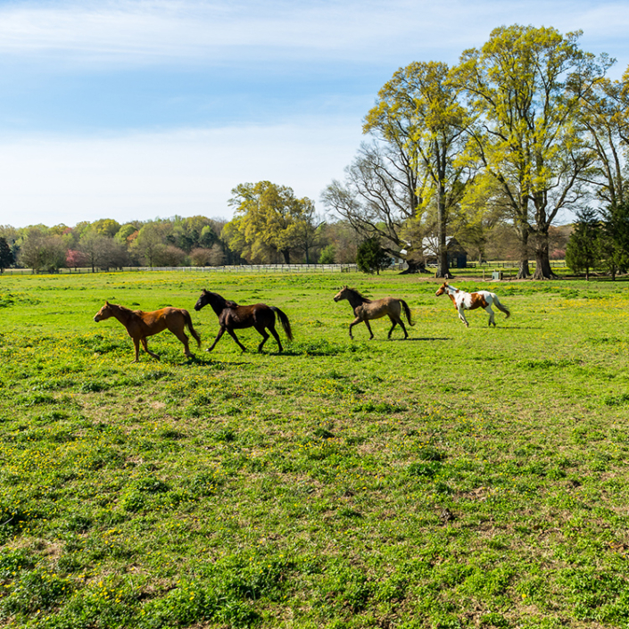 Flowerdew Hundred Plantation History | Hopewell, VA